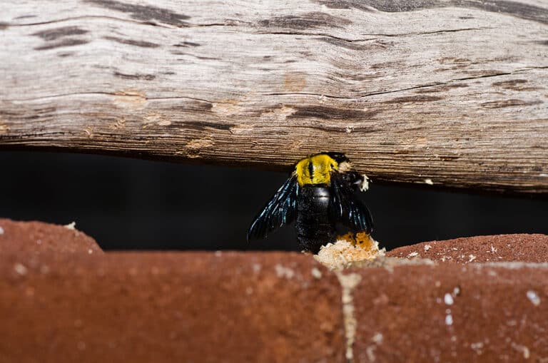 Are Carpenter Bees Harmless? | Lawn Plus Pest Control Services