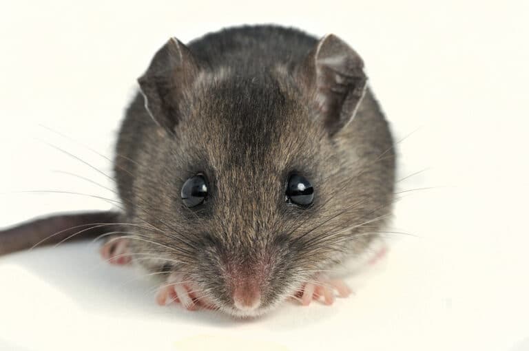 3 Reasons Deer Mice Are So Dangerous in Your Home
